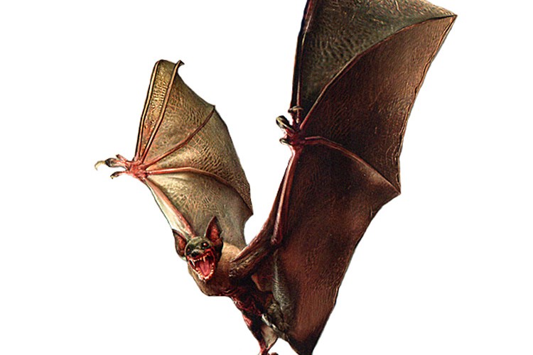 Infected Bat | REVIL